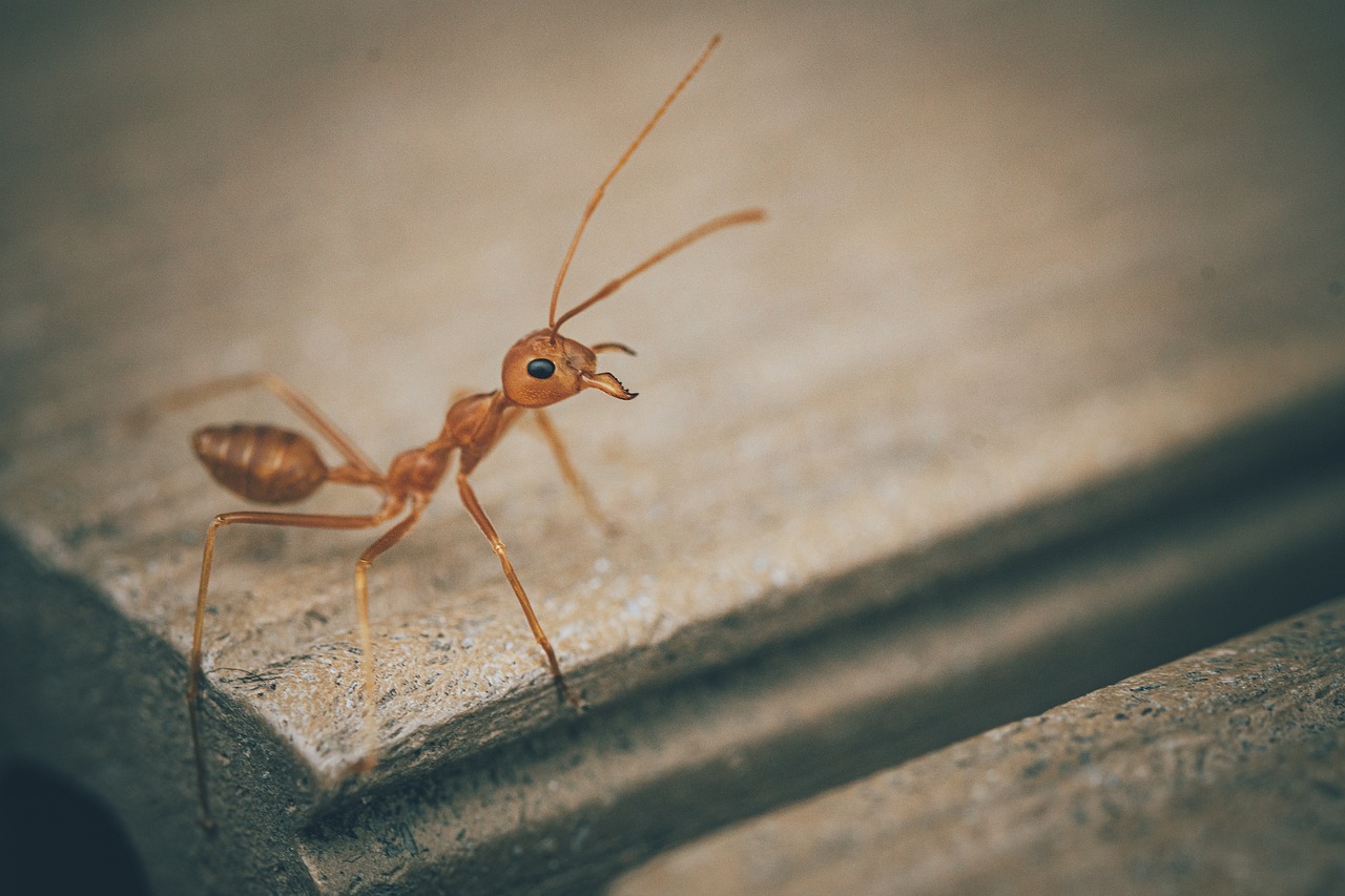 Ant Control Dayton, OH | EcoPro Termite & Pest