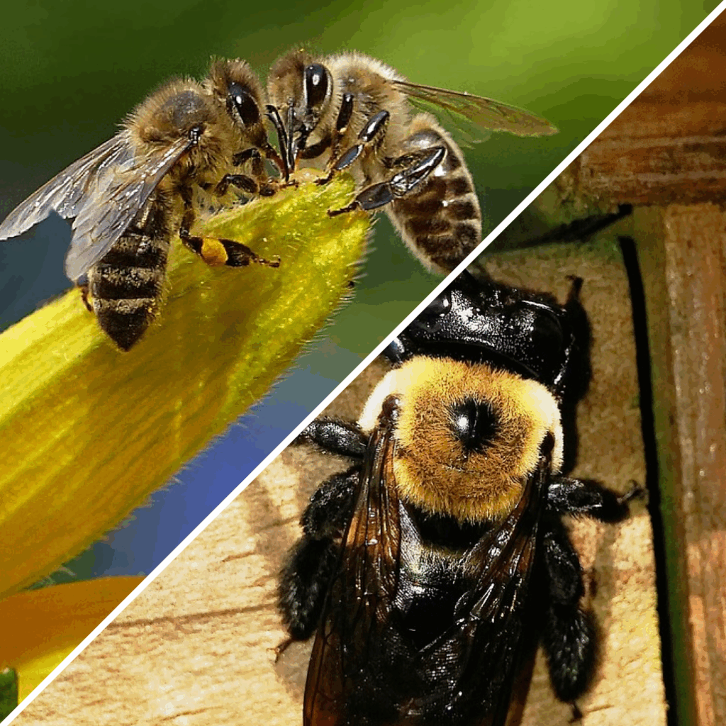 Bee ID 101: Identifying Different Types of Bees | EcoPro Termite & Pest